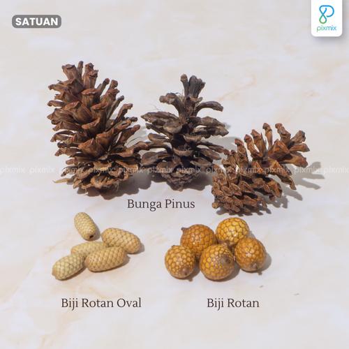 Jual Bunga Pinus Kering - Properti Foto Pixmix - Satuan, Biji Rotan ...