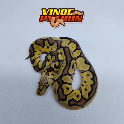 Jual Ball Python F Pastel Clown - Kota Bandung - vincepython | Tokopedia