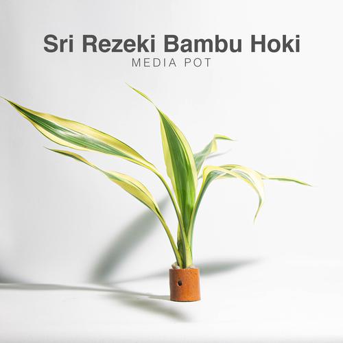 Jual Sri Rezeki / Sri Rejeki / Bambu Hoki / Tanaman Pot Aquascape ...