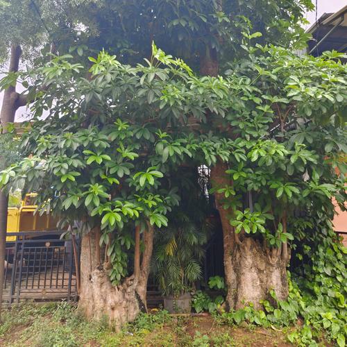 Jual Pohon Pule Fosil Rimbun - Jakarta Barat - little Bali landscape ...