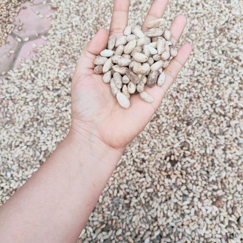 Jual Biji Mimba 1 kg Azadirachta Indica Organik Tanaman Herbal ...