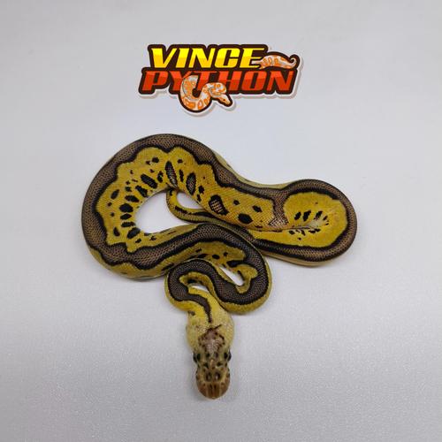 Jual Ball Python F Leopard Pastel Clown - Kota Bandung - papathio ...