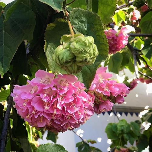 Jual Bibit Bunga Dombeya Cayeuxii Untuk Pakan Klanceng Kota Cimahi