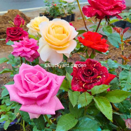 Jual [PAKET HEMAT] 10 batang tanaman hias bunga mawar hidup/ sudah ...