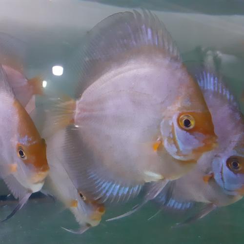 Jual Ikan Discus Ghost Blue Face/Discus Premium/Ikan Blue/Discus Biru ...
