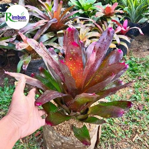 Jual pohon hias bromelia merah/tanaman bromelia merah /pohon bromelia ...