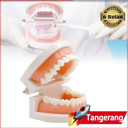 Jual Promo Jedar Model Gigi / Patung Gigi / Phantom Gigi / Dental ...