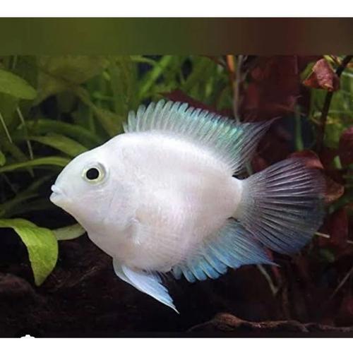 Jual Ikan hias platinum polar parrot - Jakarta Barat - AQUASCAPE KU ...