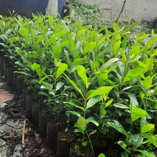 Jual Bibit Pohon Jamblang Hitam - Buah Duwet Juwet Java Plum Jamlang ...