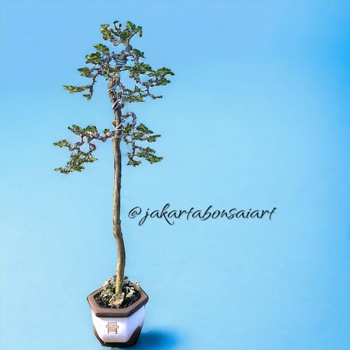 Jual Bonsai / Penzai Bunjin Jeruk Kingkit Pot Keramik - Jakarta Selatan ...