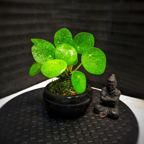 Jual Bonsai Mini Pilea peperomioides Original Siap Pajang Plus pot ...