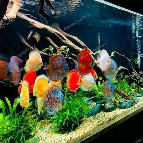 Jual 25 Ekor Ikan Discus Aquascape Warna Variasi 2 inch - Kab. Bogor ...
