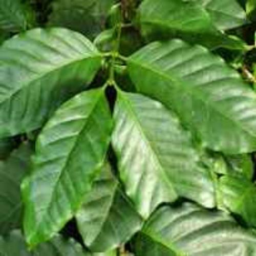 Jual Daun Kopi Fresh, Daun Kopi Segar Paket 30 Lembar - Kab. Bandung ...