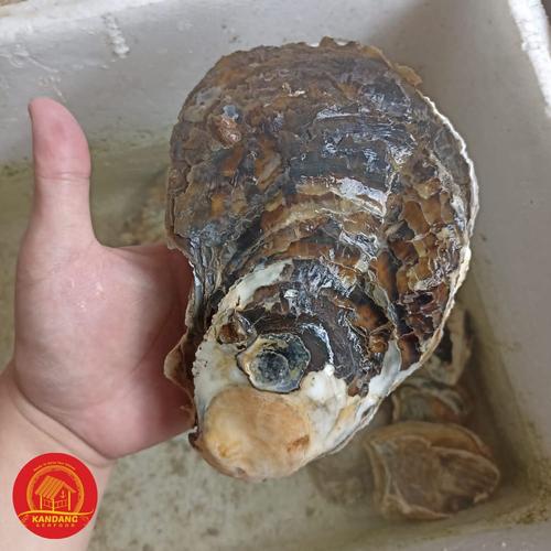 Jual Kerang Tiram Oyster Hidup JUMBO 1 Kg isi (2-3) - Jakarta Utara ...