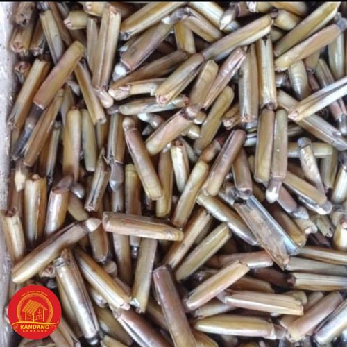 Jual Kerang Bambu Fresh Segar 1 Kg - Jakarta Utara - Kandang Seafood ...