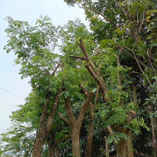 Jual tanaman trembesi tinggi 4 meter pohon trembesi tanaman pelindung ...