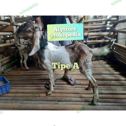 Jual kambing domba qurban - jantan, 21-25kg - Kota Depok - aiy store ...