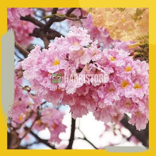 Jual New Bibit Tanaman Bunga Tabebuia Murah Pohon Tabebuya Mirip Bunga ...