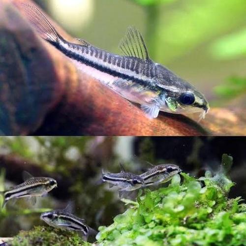 Jual Ikan Hias Corydoras Pygmy / Ikan Corydoras Mini / Ikan Berkelompok ...