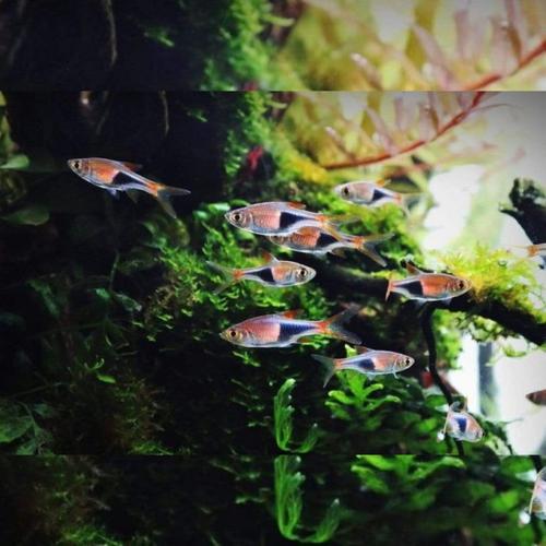 Jual Ikan Rasbora Harlequin / Ikan Hias Aquascape - Kota Denpasar ...