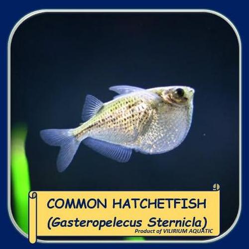 Jual IKAN HIAS AIR TAWAR - IKAN KAPAK / SILVER HATCHET FISH - Jakarta ...