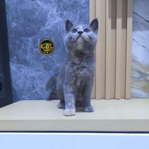 Jual kucing bsh british bicolor - Kota Surakarta - karebetcat2 | Tokopedia