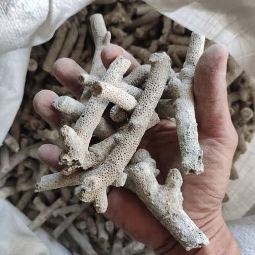 Jual Batu Karang Jahe Media Filter Aquarium Aquascape / PH buffer 1kg ...