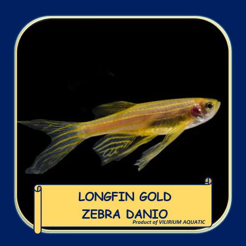 Jual IKAN HIAS AIR TAWAR - LONGFIN GOLD ZEBRA DANIO / GOLDEN DANIO ...