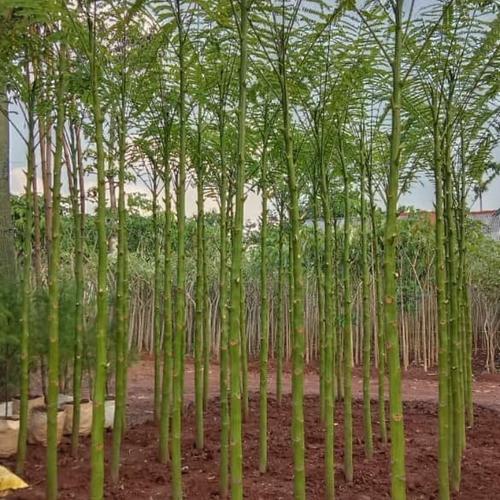 Jual pohon solobium / pakis berazil tinggi 2 meter - Kota Depok - Azam ...