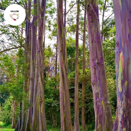 Jual pohon peneduh eucalyptus / rainbow - Kab. Bogor - Anissa Garden ...
