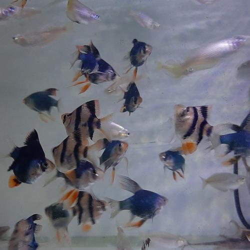 Jual tiger barb slayer green,ballon green,ballon 1.5cm - Kota Sukabumi ...