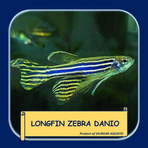 Jual IKAN HIAS AIR TAWAR - LONGFIN ZEBRA DANIO / DANIO SLAYER / ZEBRA ...