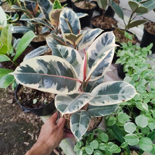 Jual tanaman karet kebo varigata putih - ficus elastica variegata - Kab ...