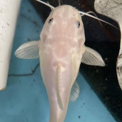 Jual RTC Catfish / Ikan RTC / Red Tail Catfish / RTC / RTC Platinum ...