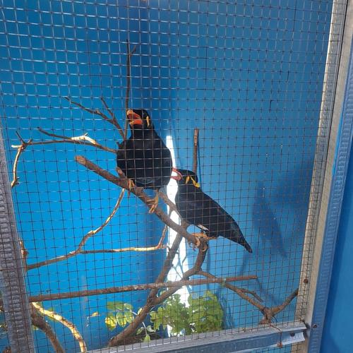 Jual BURUNG BEO NIAS SEPASANG SIAP TERNAK - Kab. Bogor - AA bird farm ...