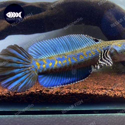 Jual channa blue pulcra 4-5 cm/blue pulchra/garansi unboxing - Kota ...