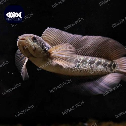 Jual Channa maru yellow sentarum (red eye)chana maru - asiatica ws, 4-5 ...