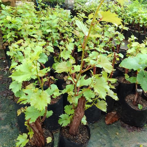 Jual Bibit Anggur Red Master - Kota Bekasi - Mustika garden | Tokopedia