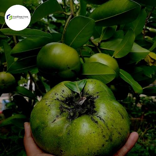 Jual Buah Black Sapote Fresh - Kab. Subang - Frankbuzz Farm | Tokopedia Jual Buah Black Sapote Fresh - Kab. Subang - Frankbuzz Farm | Tokopedia