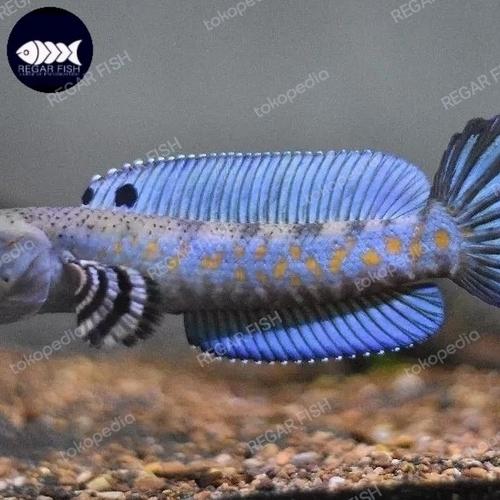 Jual channa blue pulcra size 7-8 cm/blue pulchra/garansi unboxing ...