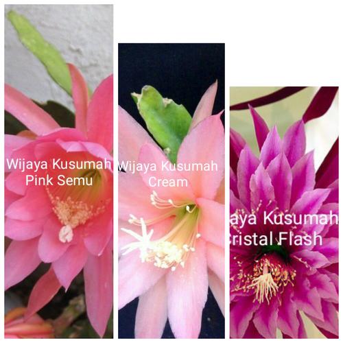Jual Tanaman hias gantung paket 3 Wijaya Kusumah ragam rupa bunga - Kab ...