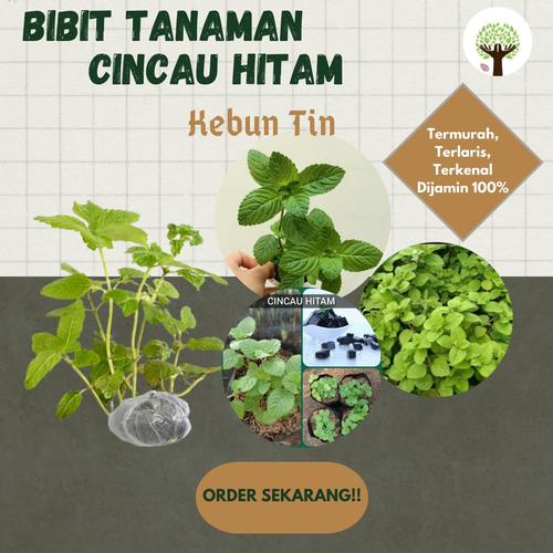 Jual Bibit Tanaman Cincau Hitam Daun Cincau Hitam Pohon Cincau Hitam ...