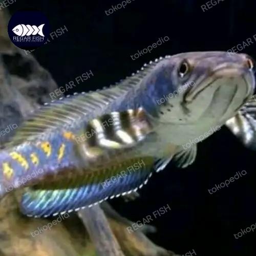 Jual blue pulcra 3 cm an - maru ys, 5 cm - Kota Bekasi - REGAR FISH ...