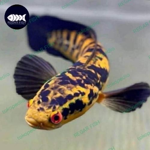 Jual channa maru yellow sentarum red eye - yellow sentarum, 4-5 cm ...