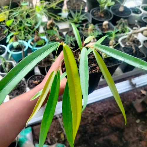 Jual Tanaman hias bahan bonsai Ficus Subtrinervia spesies Papua - Kab ...