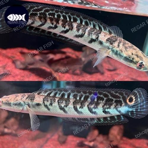 Jual Channa maru yellow sentarum 5-6 cm /channa maru - maru ys, 6-8 cm ...