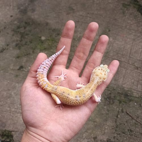 Promo Leopard Gecko Indukan Male - Eclipse het Tremper (Mata Snake Eyes ...