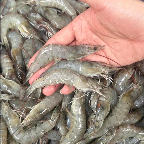 Jual Udang Vaname Fresh dari tambak size 80 / Udang Vaname Premium ...
