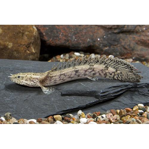 Jual Ikan Hias Palmas Endlicheri / Ikan Hias Air Tawar Palmas ...