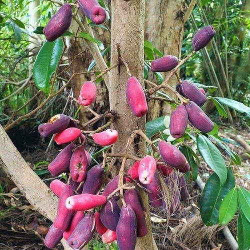 Jual Tanaman Langka Jambu Irian Bira Papua - Kota Batu - omahbibit.id ...